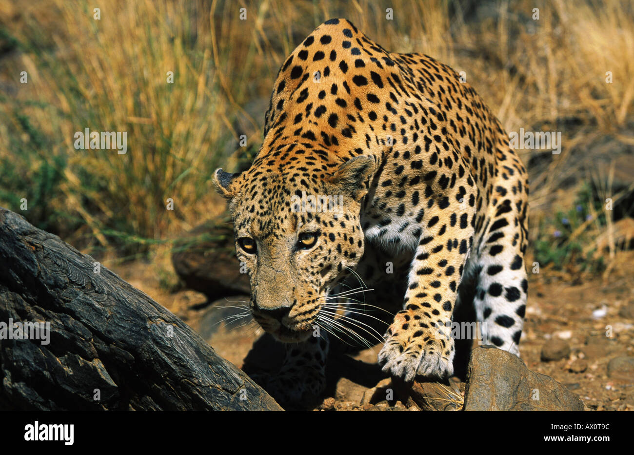 Black leopard prowling hi-res stock photography and images - Alamy