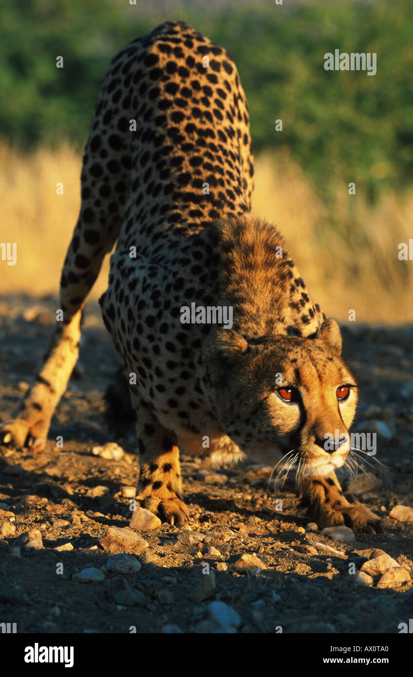 Cheetah farm animals hi-res stock photography and images - Alamy