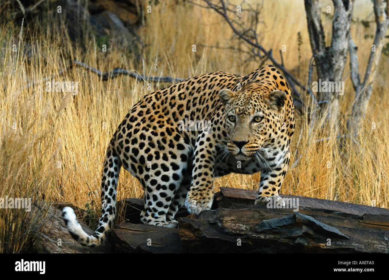Black leopard prowling hi-res stock photography and images - Alamy
