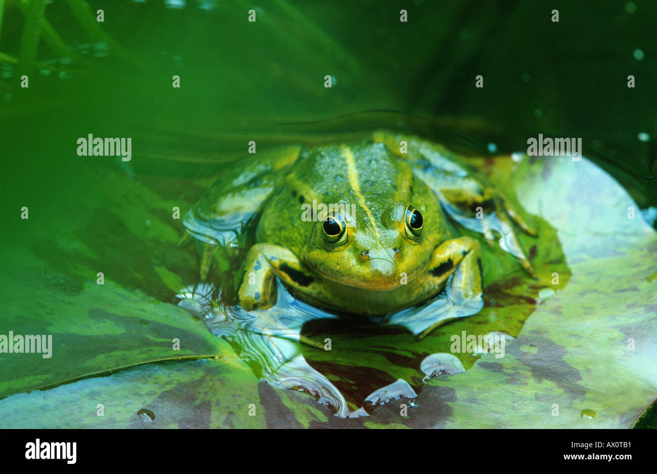 European edible frog (Rana esculenta), sitting on a floating leaf ...