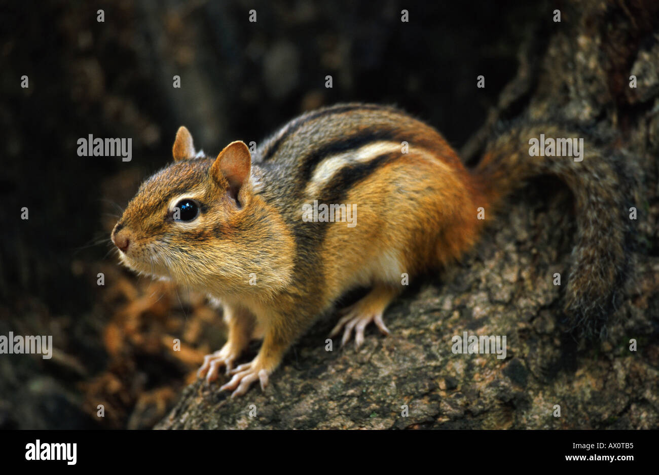 eastern American chipmunk (Tamias striatus), sitting on a trunk, Canada ...