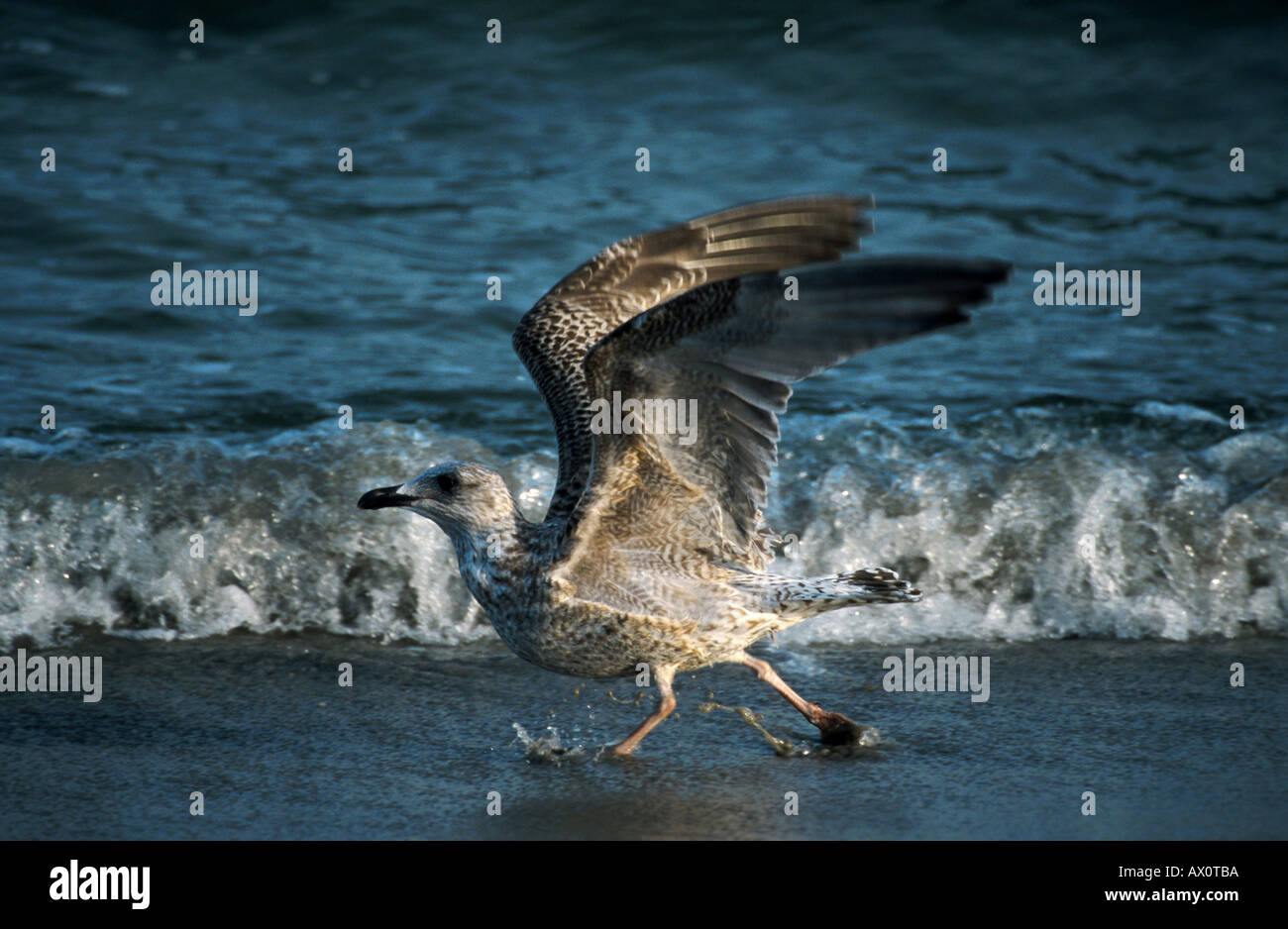 greater black-backed gull (Larus marinus), flapping wings, Germany ...
