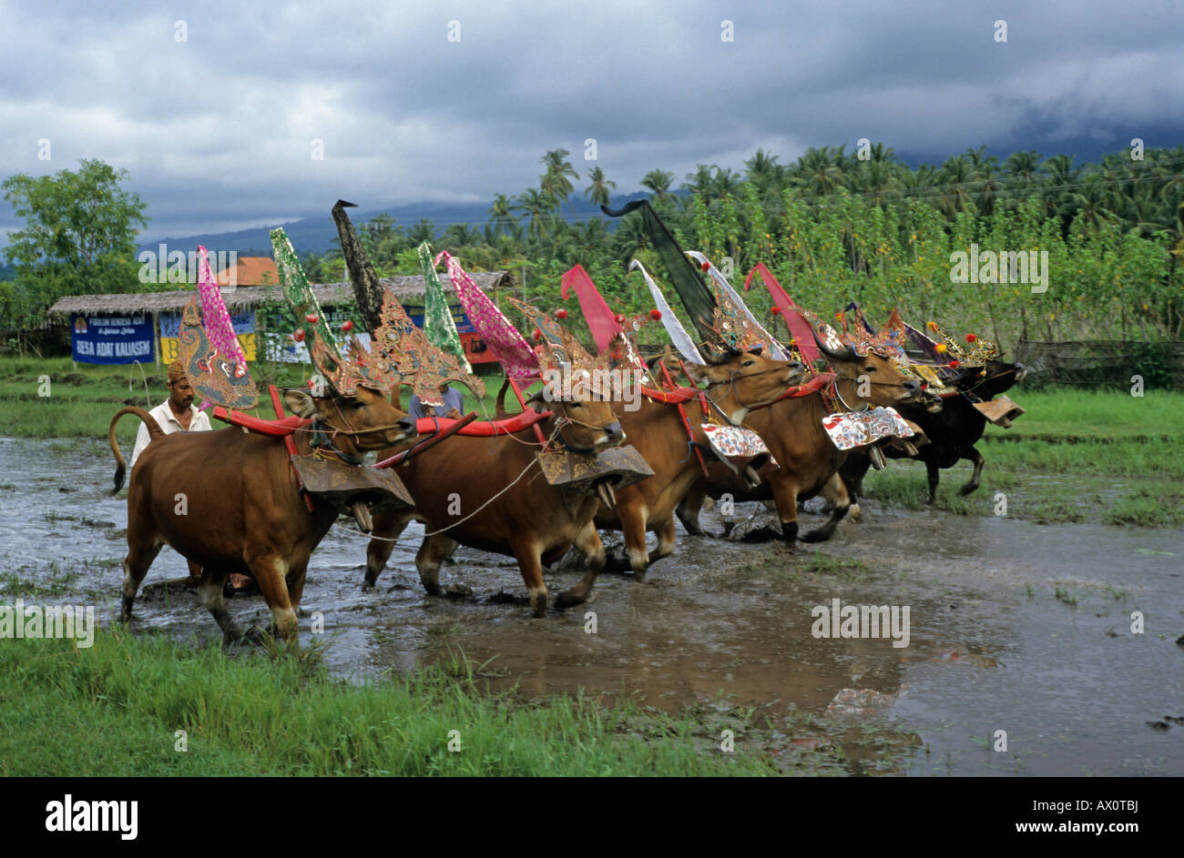 Bali cattle hi-res stock photography and images - Alamy