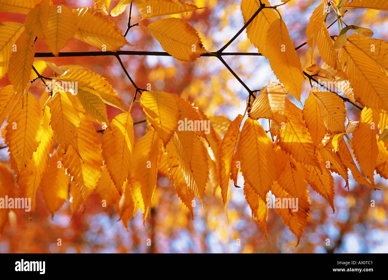 common hornbeam, European hornbeam (Carpinus betulus), twig with autmn ...