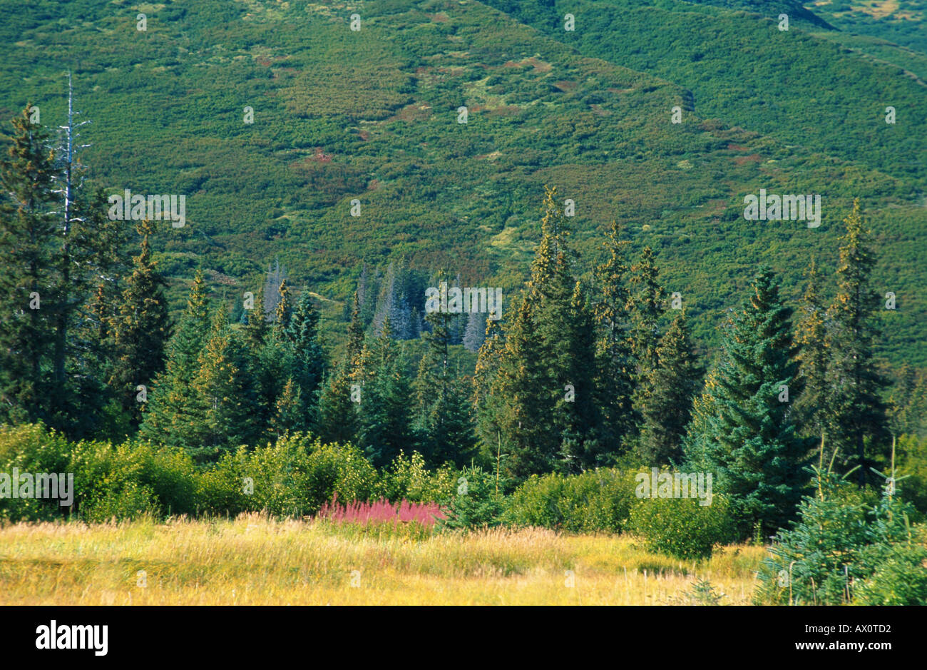 North american taiga hi-res stock photography and images - Alamy