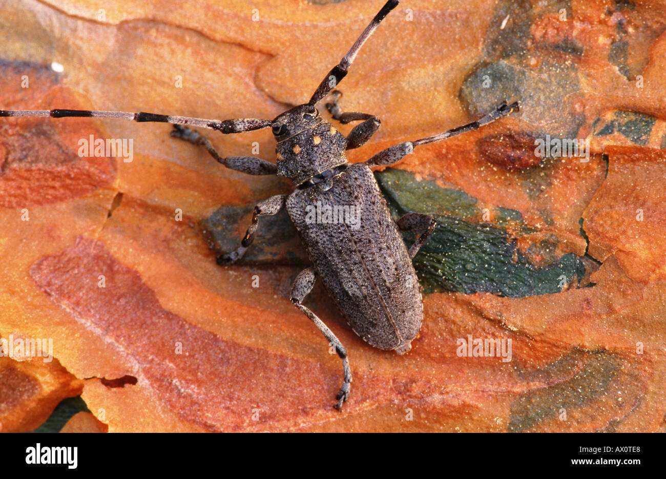 Common timberman beetle hi-res stock photography and images - Alamy