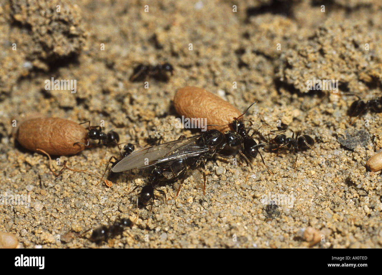Cocoons and workers hi-res stock photography and images - Alamy