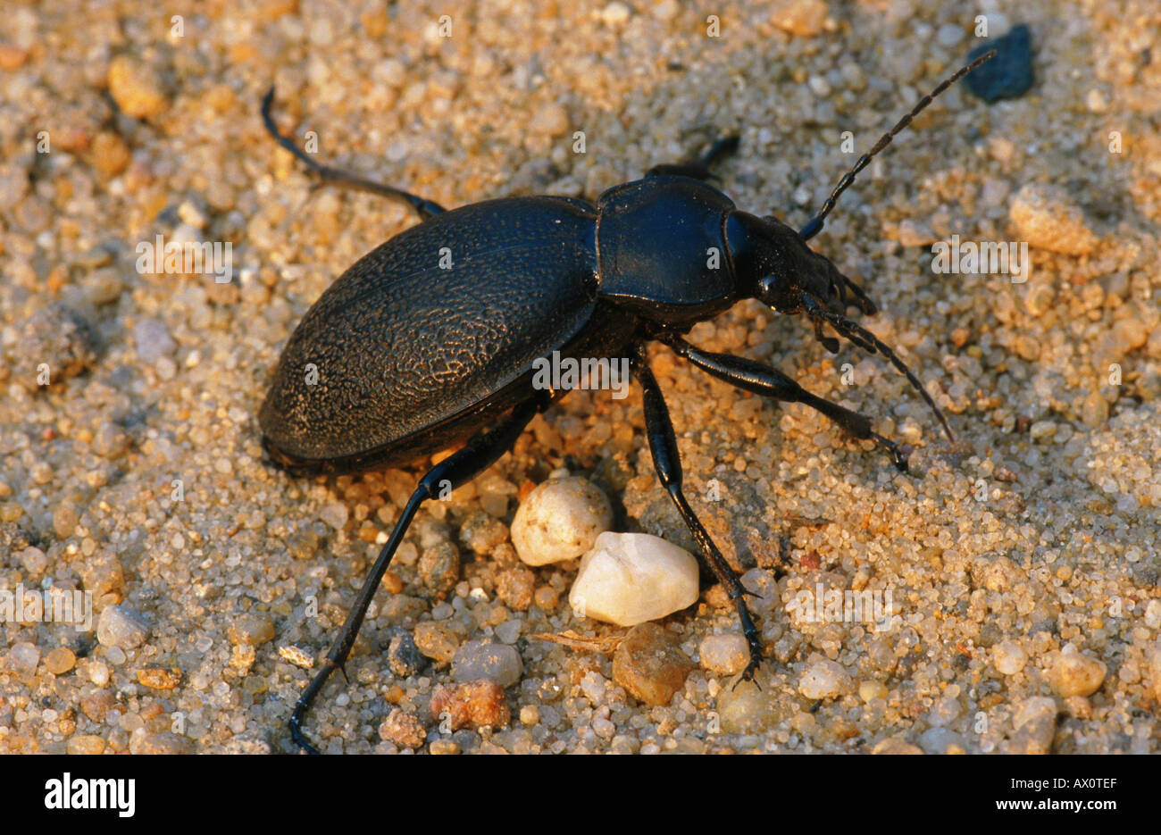 leatherback ground beetle (Carabus coriaceus), individuum from above ...