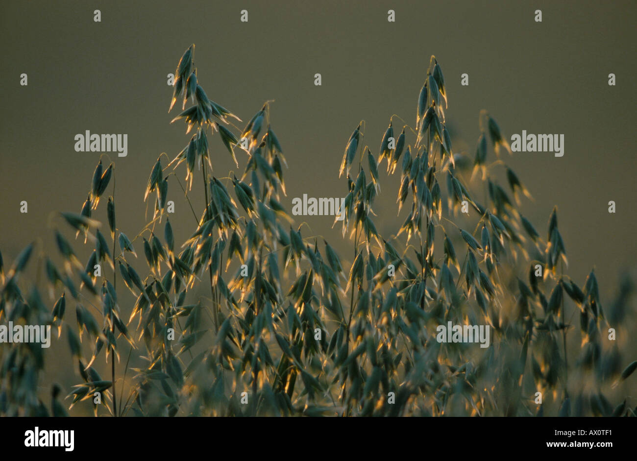 cultivated oat, common oat (Avena sativa), spiked, Germany, Potsdam ...