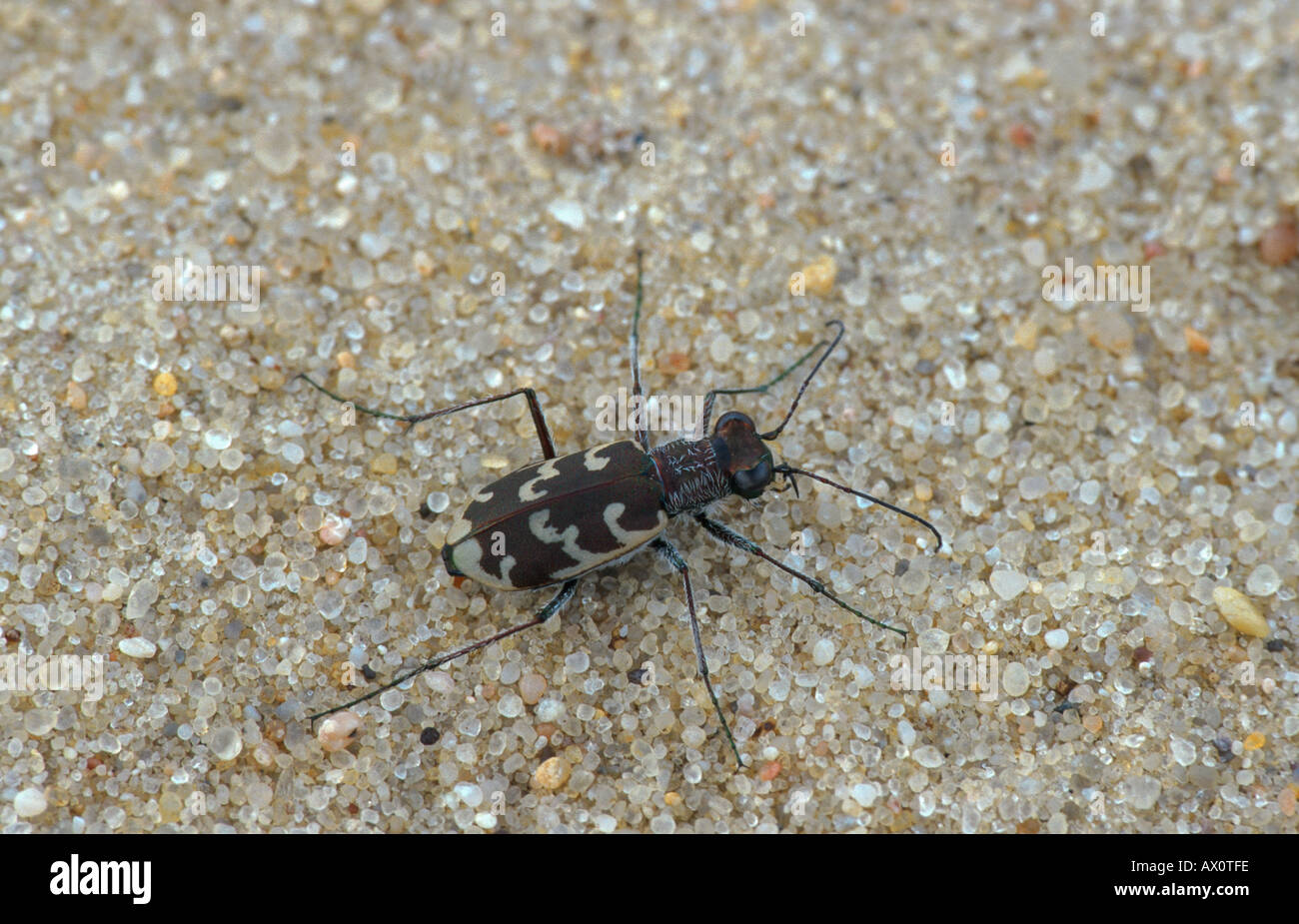 Individuum from hi-res stock photography and images - Alamy