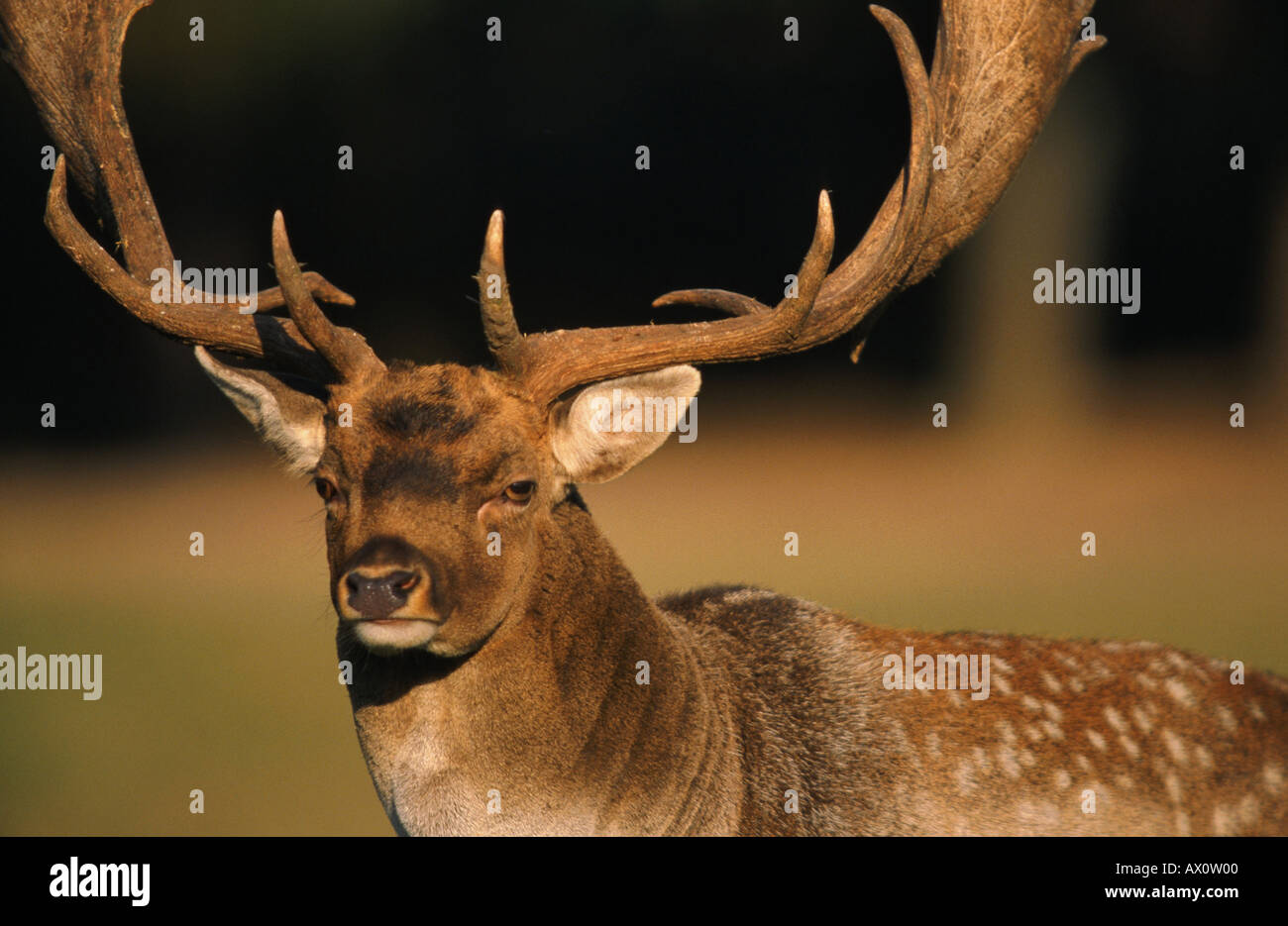 fallow deer (Dama dama, Cervus dama), bull during rut, Germany ...