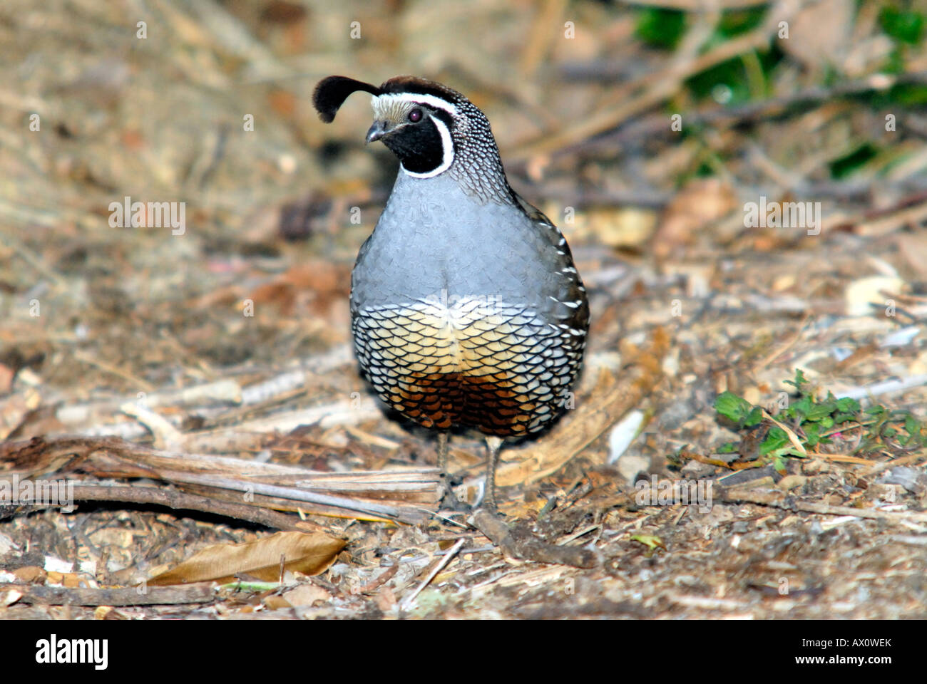 Quail island new zealand hi-res stock photography and images - Alamy