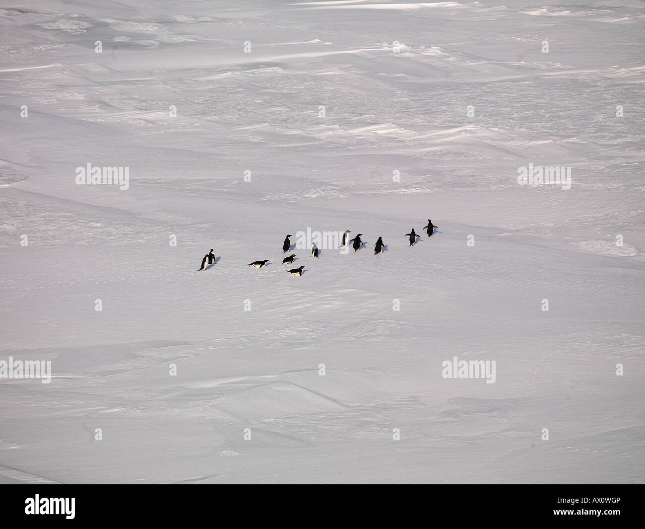 Adélie Penguins (Pygoscelis adeliae) walking over sea ice off the coast ...