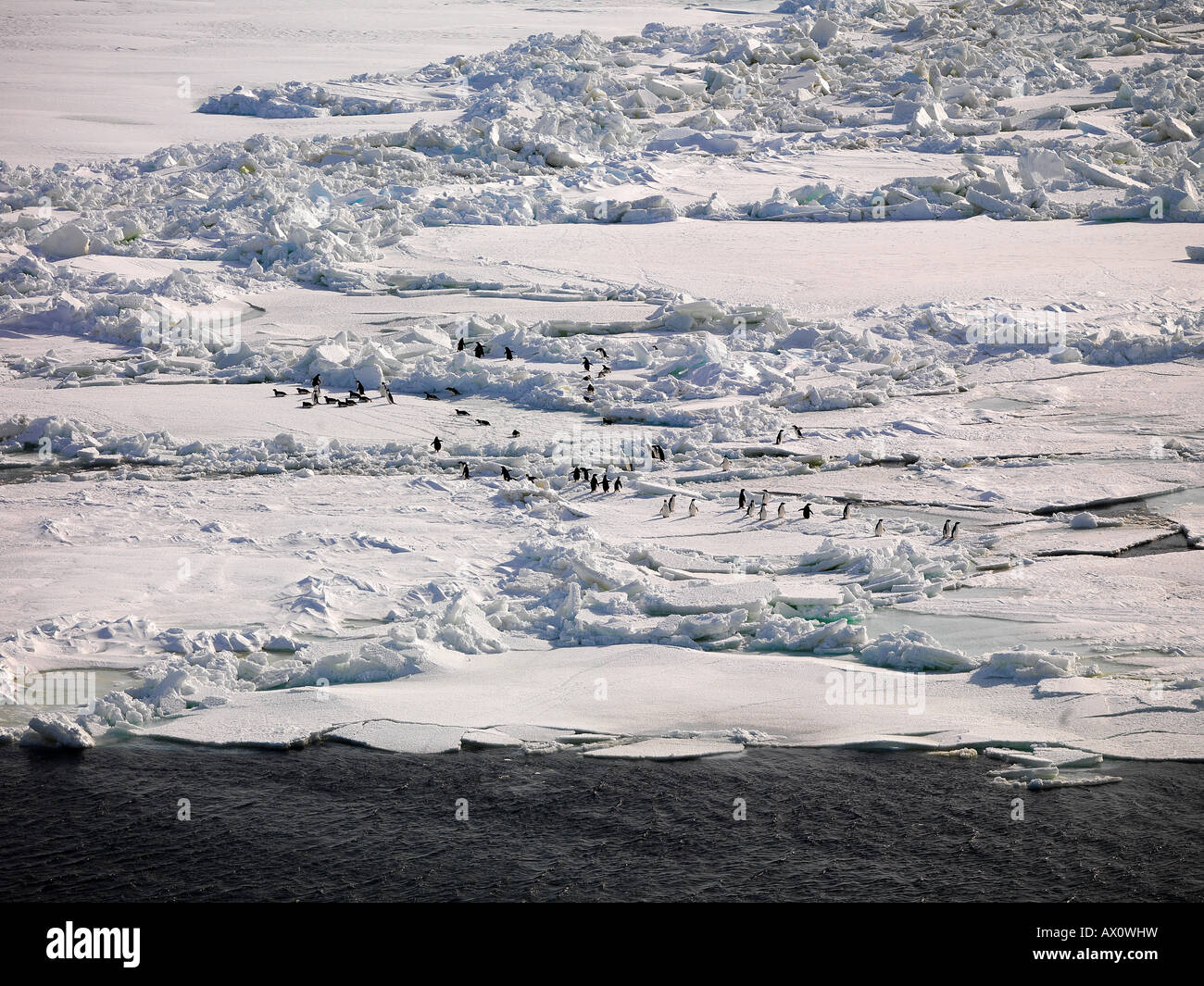 Adeliepinguine hi-res stock photography and images - Alamy