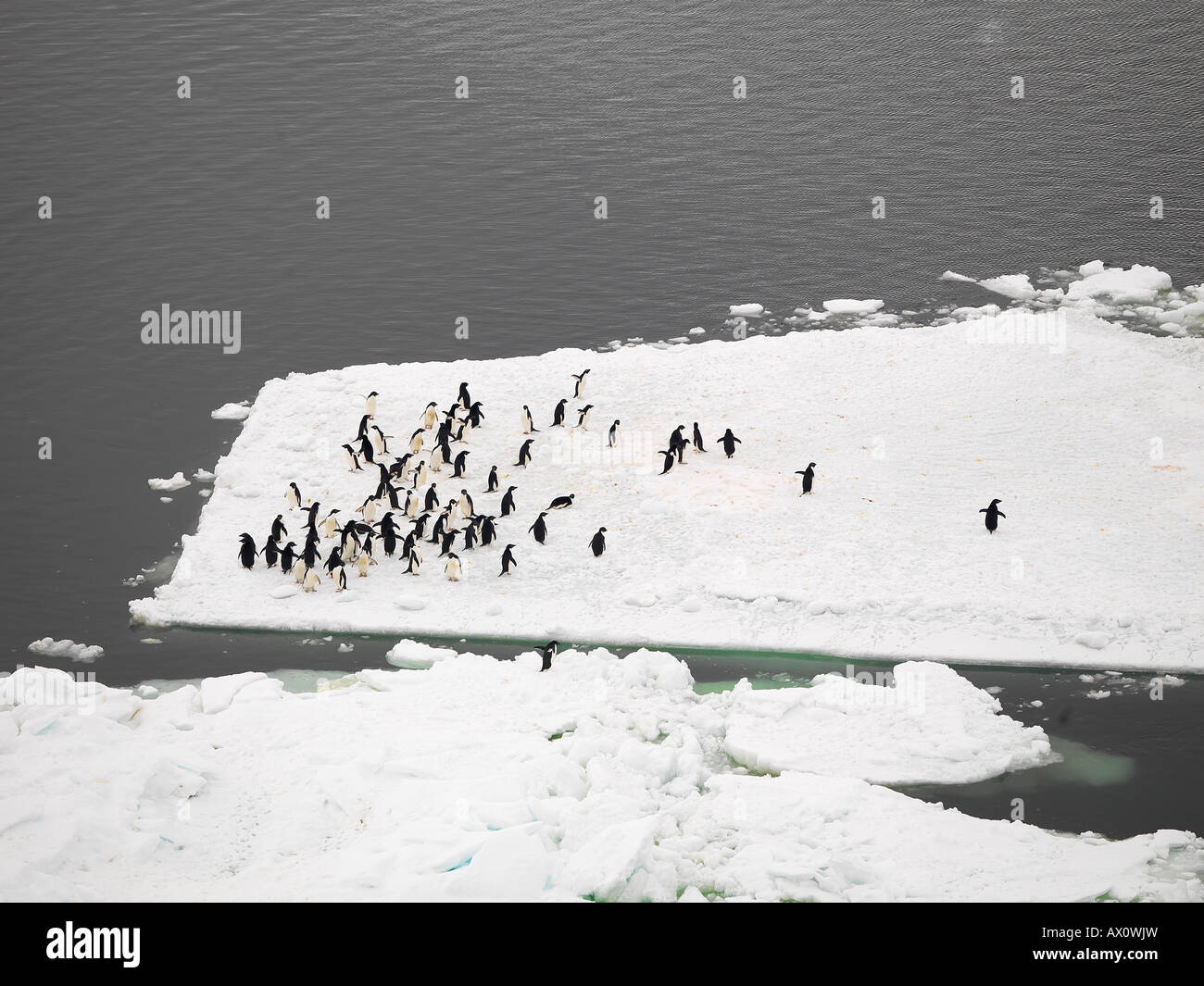 Adélie Penguins (Pygoscelis adeliae) walking over an ice floe off the ...