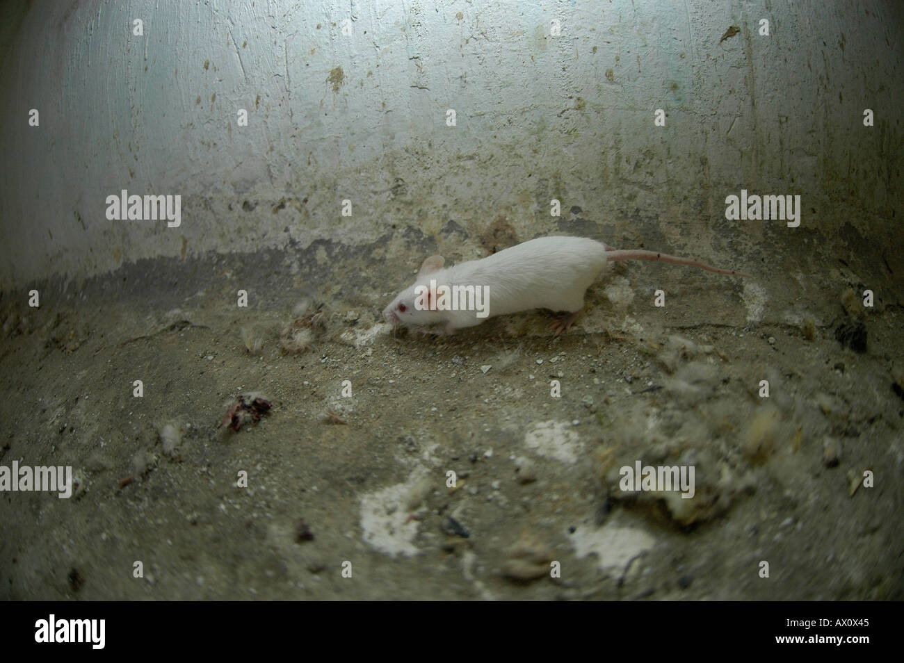 White mouse Aragon Spain Europe KIKE CALVO VISUAL WRITTEN lab raptor ...