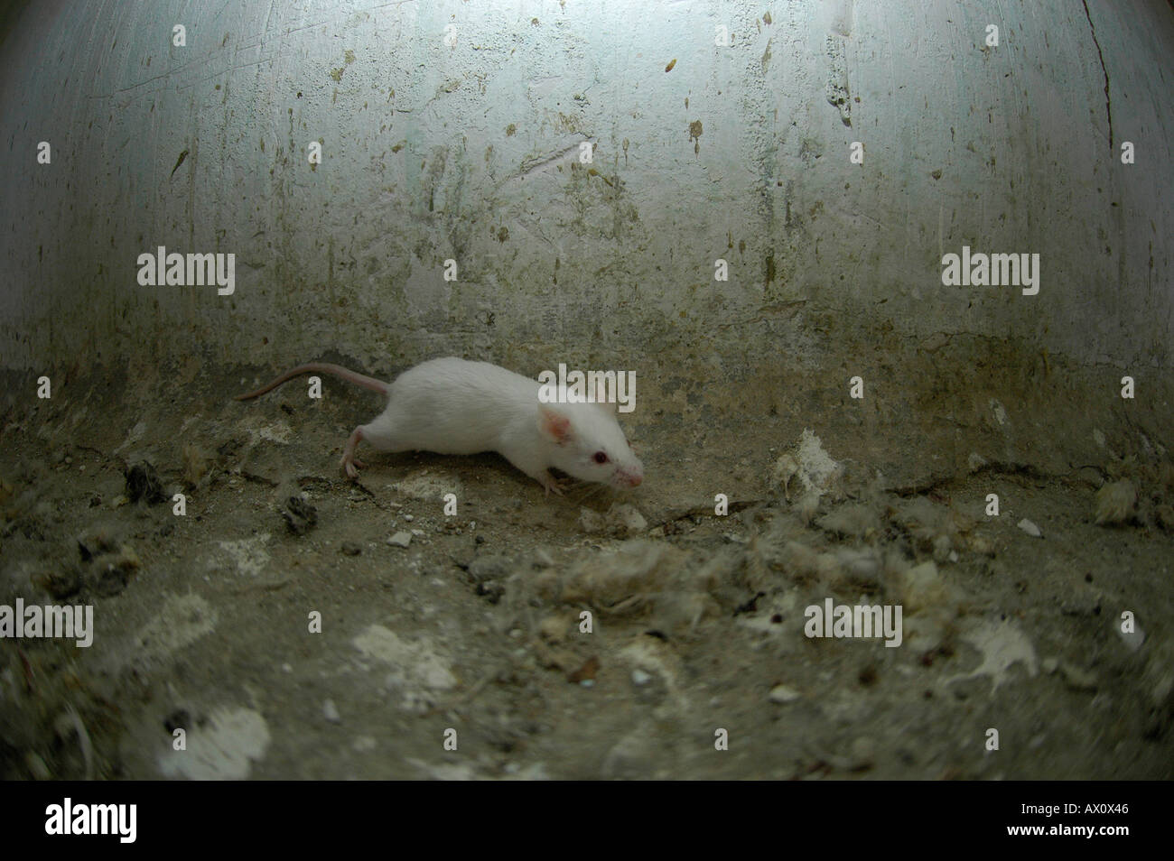 White mouse Aragon Spain Europe KIKE CALVO VISUAL WRITTEN lab raptor ...