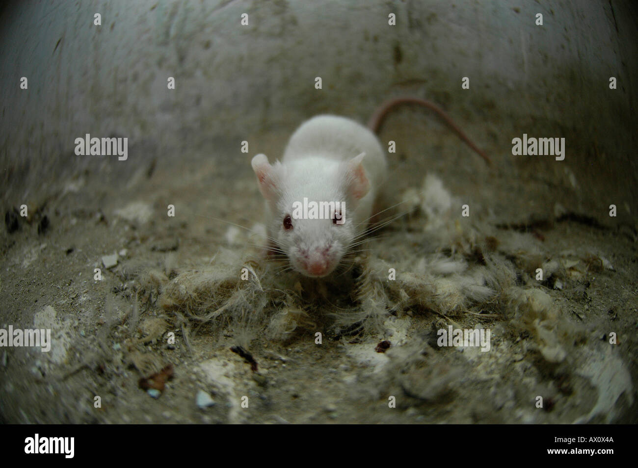 White mouse Aragon Spain Europe KIKE CALVO VISUAL WRITTEN lab raptor ...