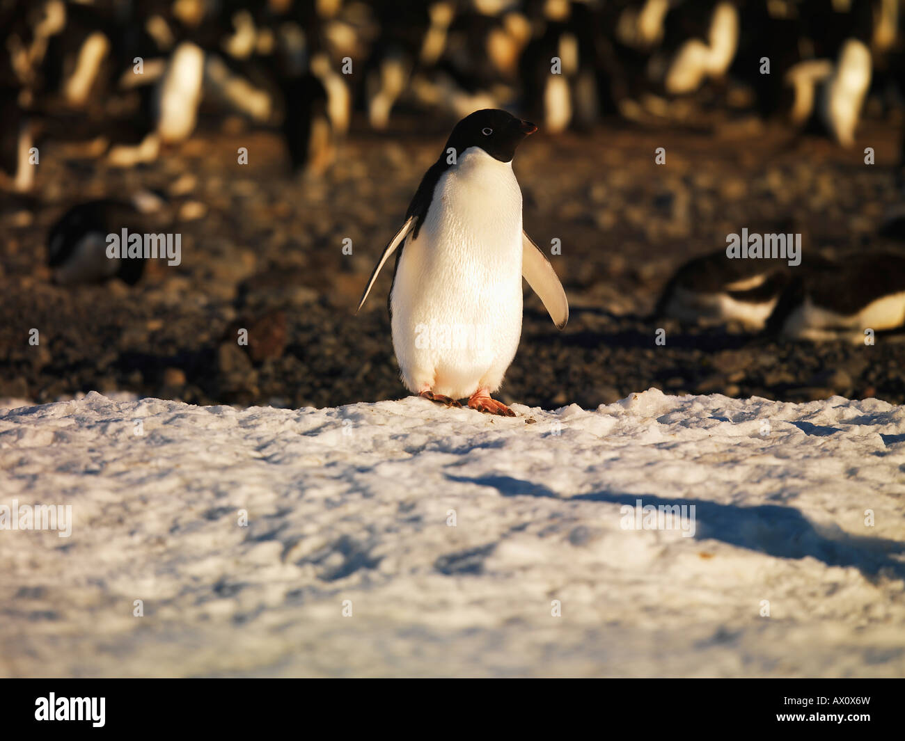 Adelie Pénguin (Pygoscelis adeliae) on Franklin Island, Antarctica ...