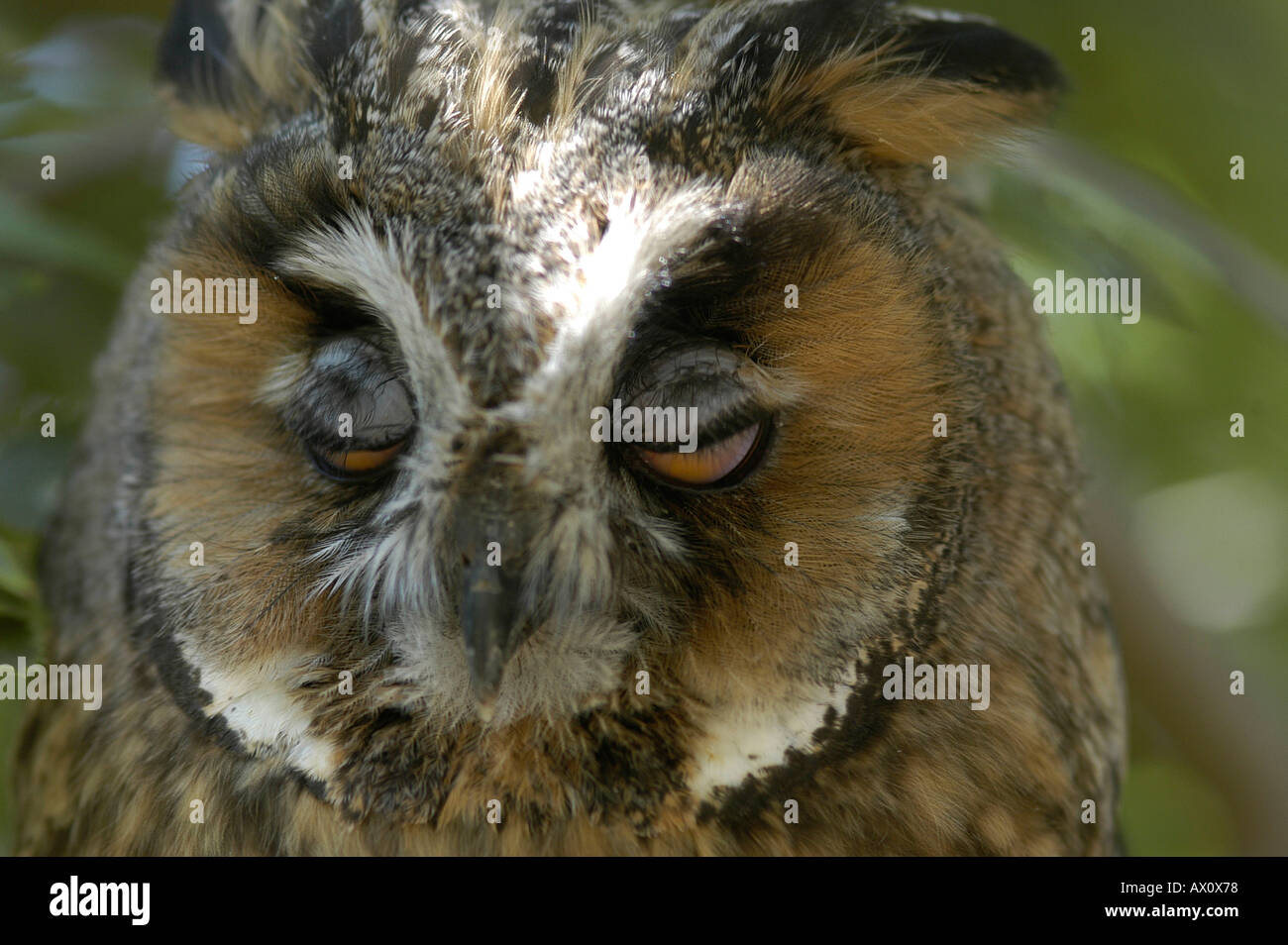 Long eared owl asio otus Aragon Spain KIKE CALVO VISUAL WRITTEN bird raptor of prey carnivore ...