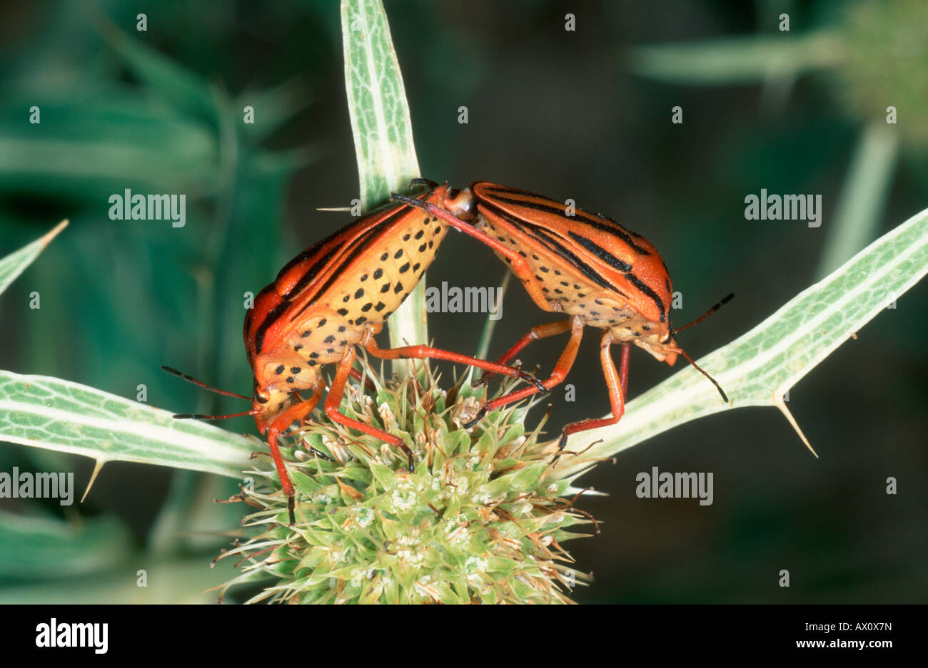 Shield Bugs Graphosoma Semipunctatum Pair Mating Stock Photo Alamy