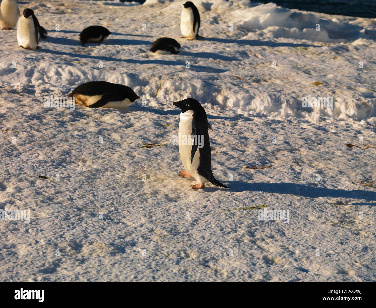 Adelie Pénguin (Pygoscelis adeliae) on Franklin Island, Antarctica ...