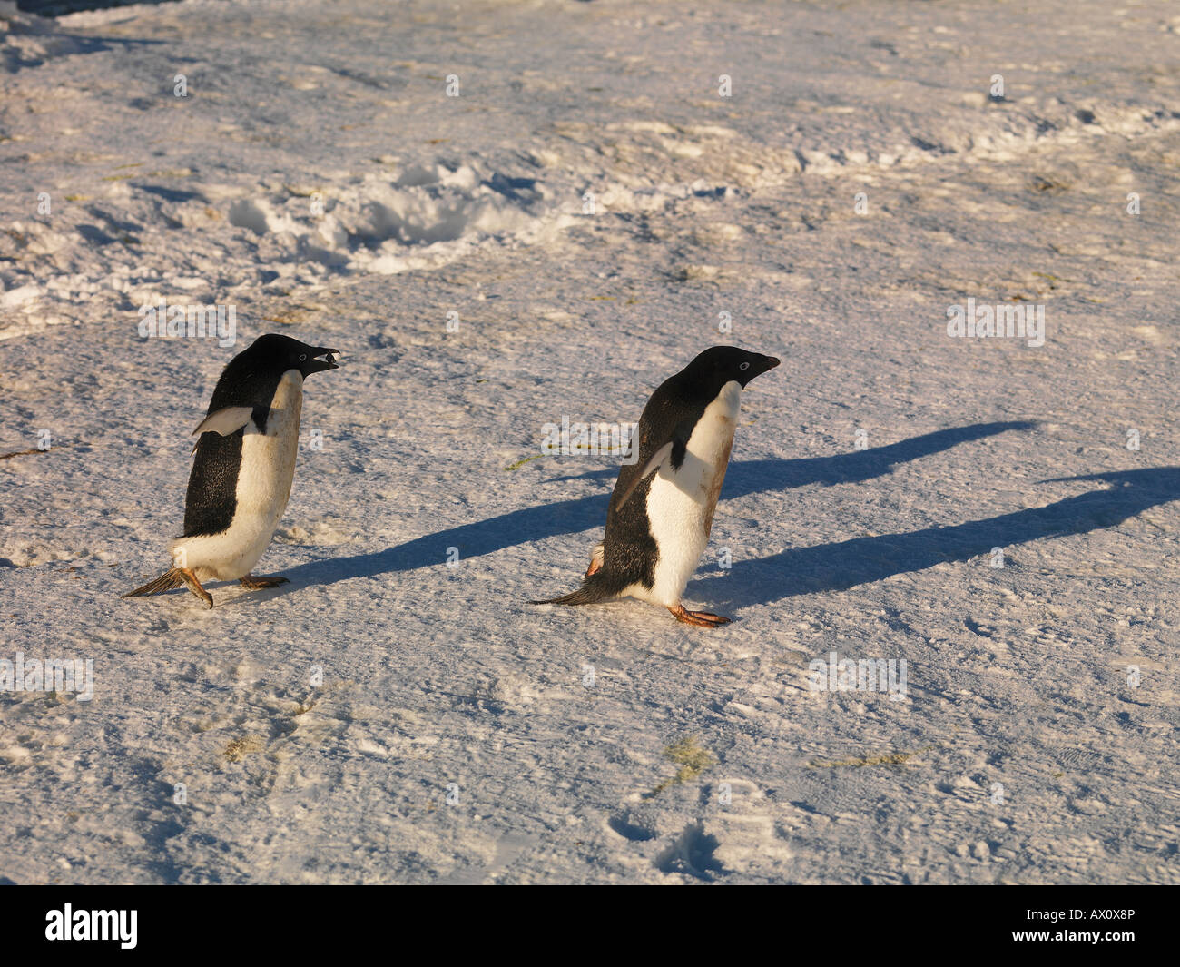 Two Adelie Pénguin (Pygoscelis adeliae) on Franklin Island, Antarctica ...