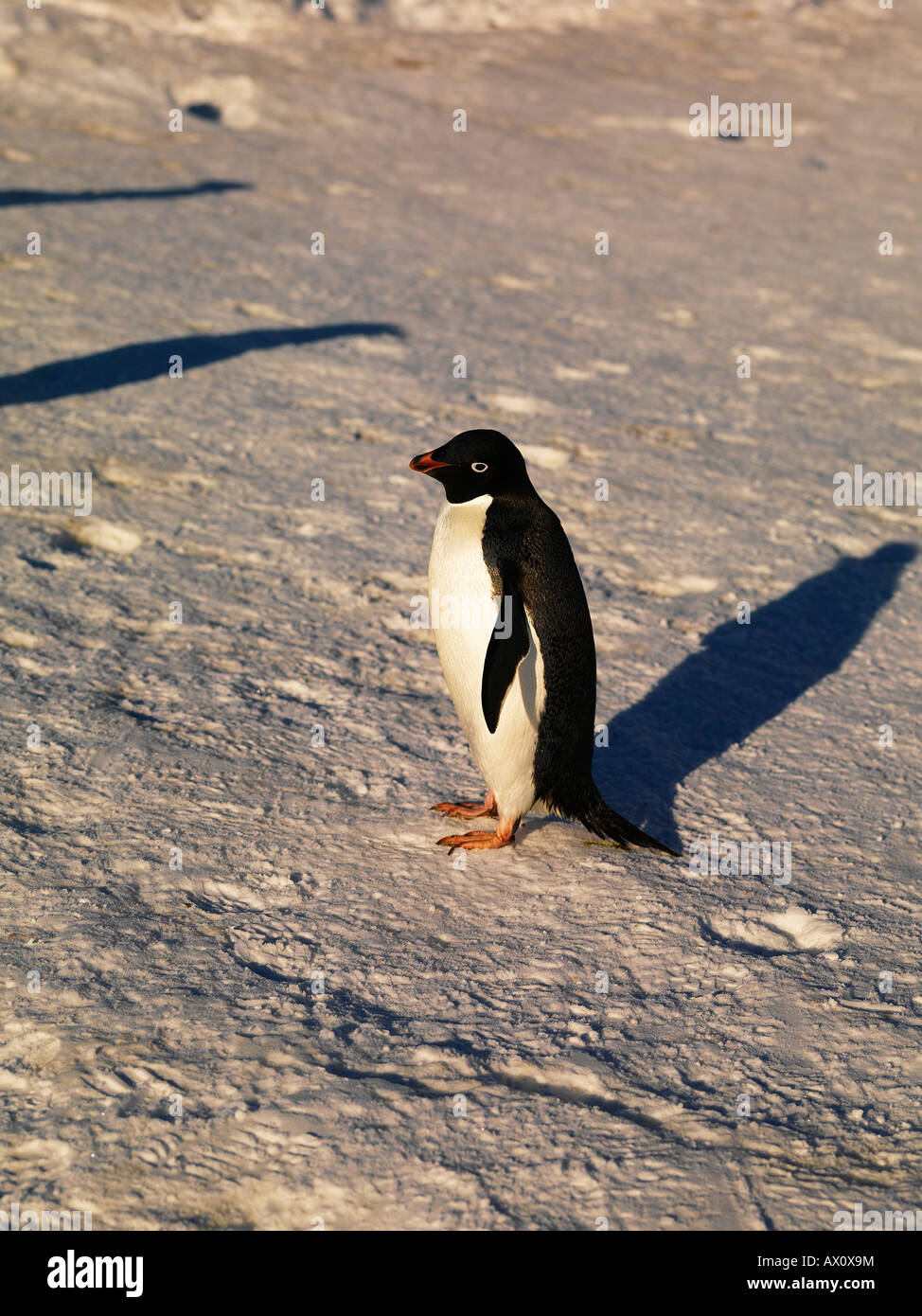 Adélie Penguin (Pygoscelis adeliae), Franklin Island, Antarctica Stock ...