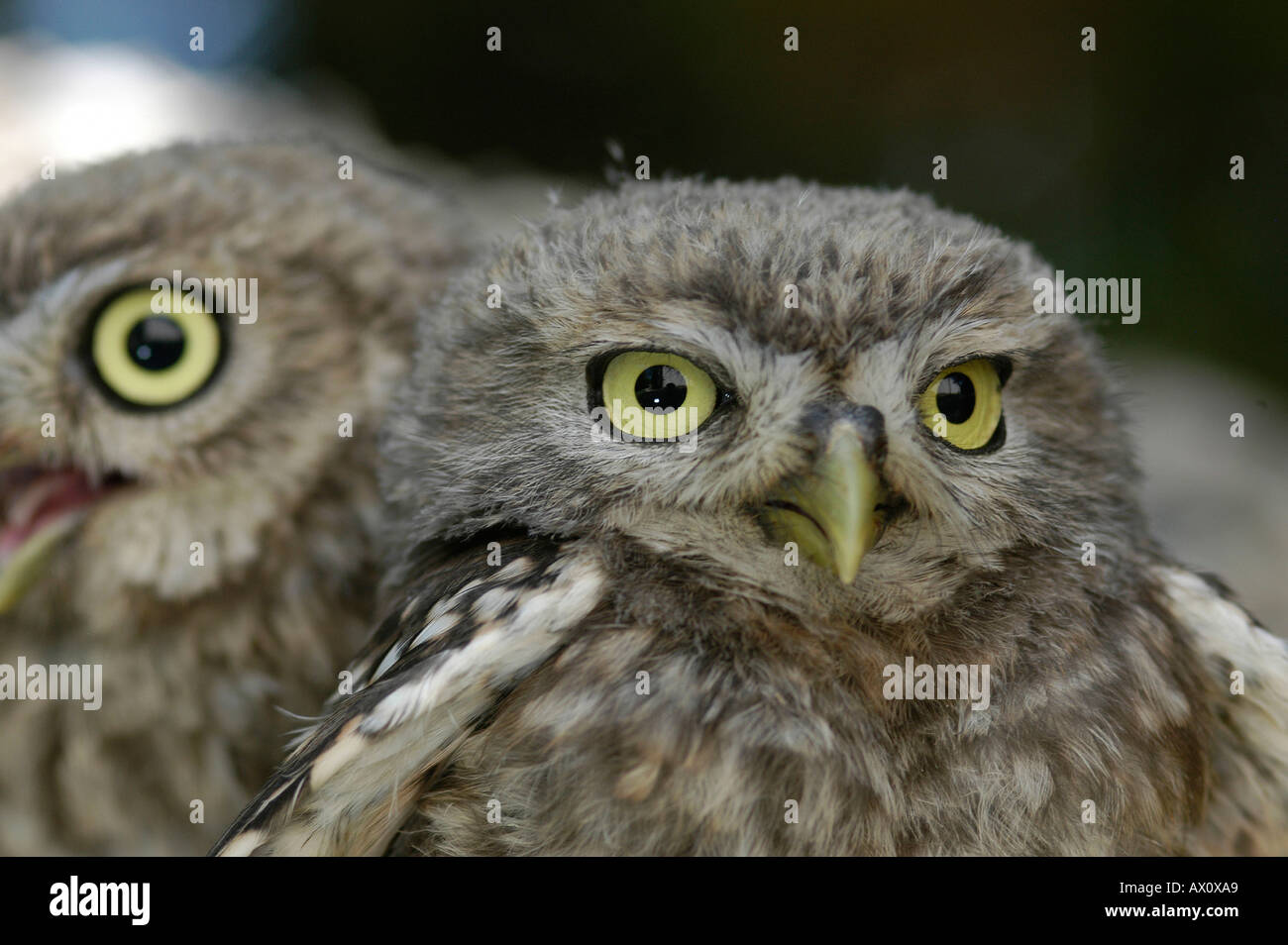 Little owl Athena noctua Aragon Spain Europe KIKE CALVO VISUAL WRITTEN ...