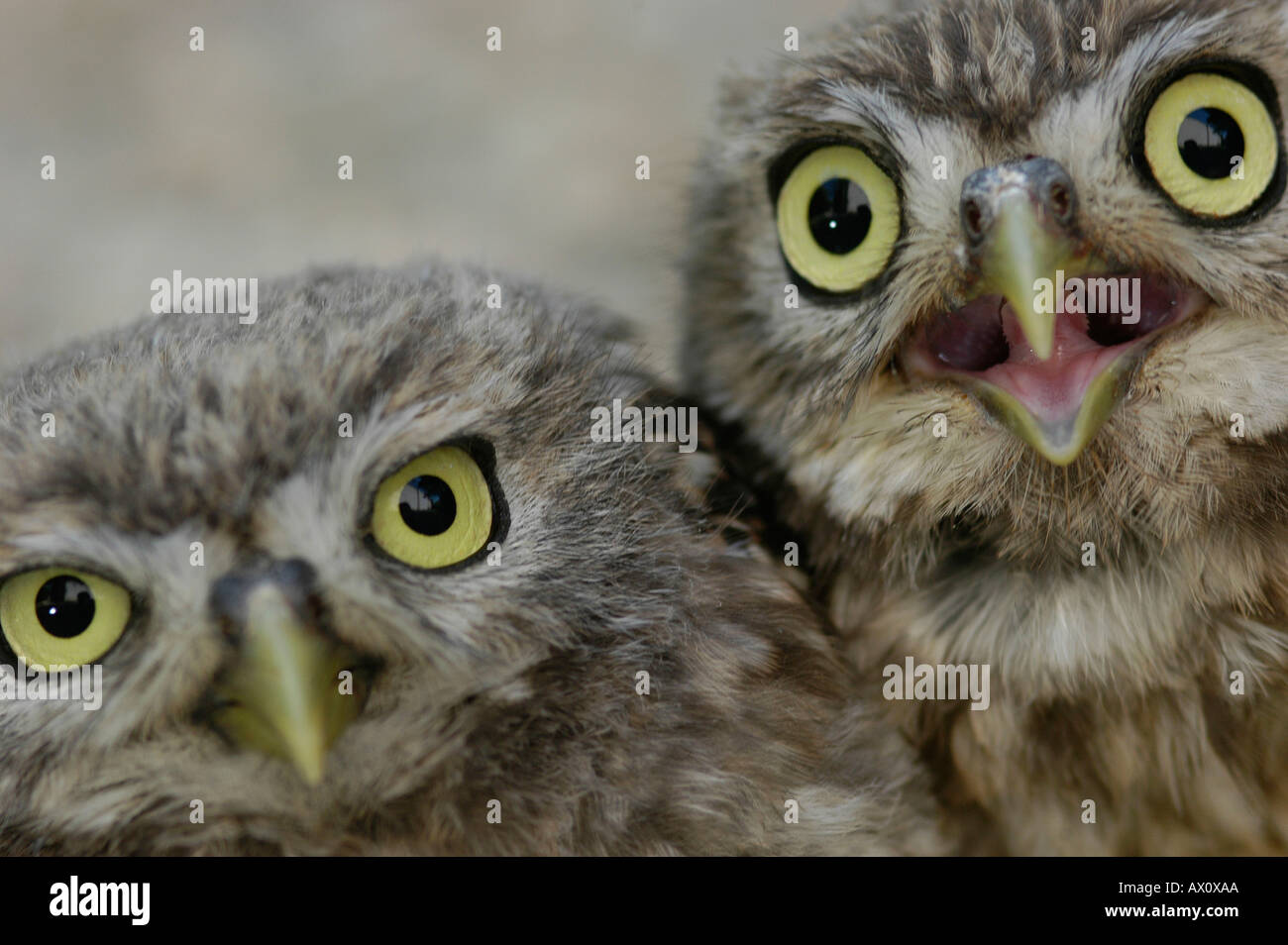 Little owl Athena noctua Aragon Spain Europe KIKE CALVO VISUAL WRITTEN ...