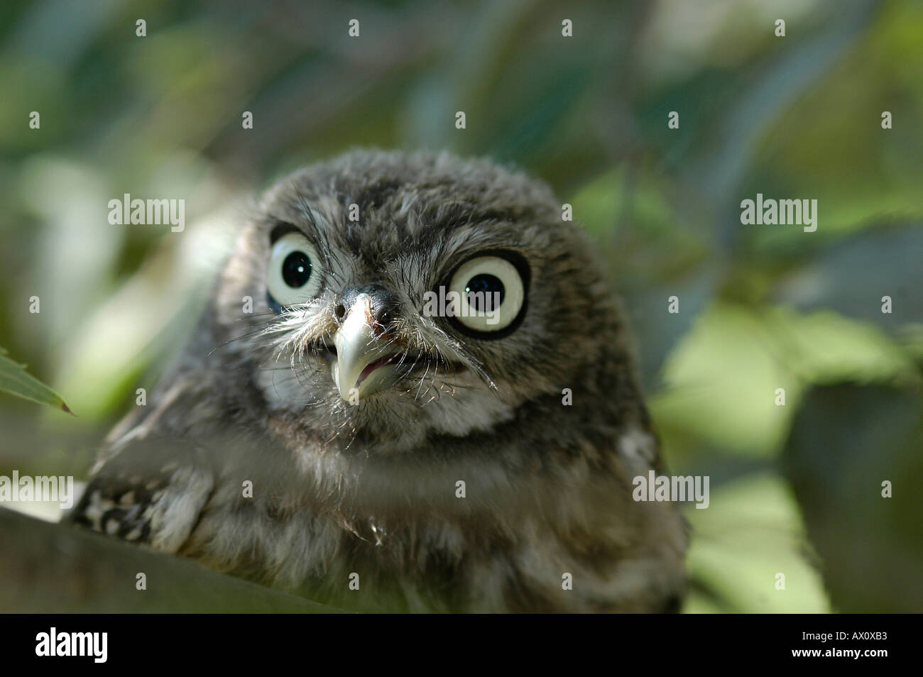 Little owl Athena noctua Aragon Spain Europe KIKE CALVO VISUAL WRITTEN ...