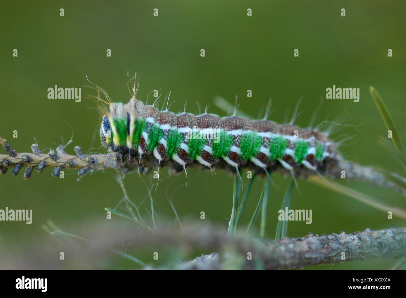 Spanish Moon Moth larva Graellisia isabellae Pyreenes mountains Aragon ...