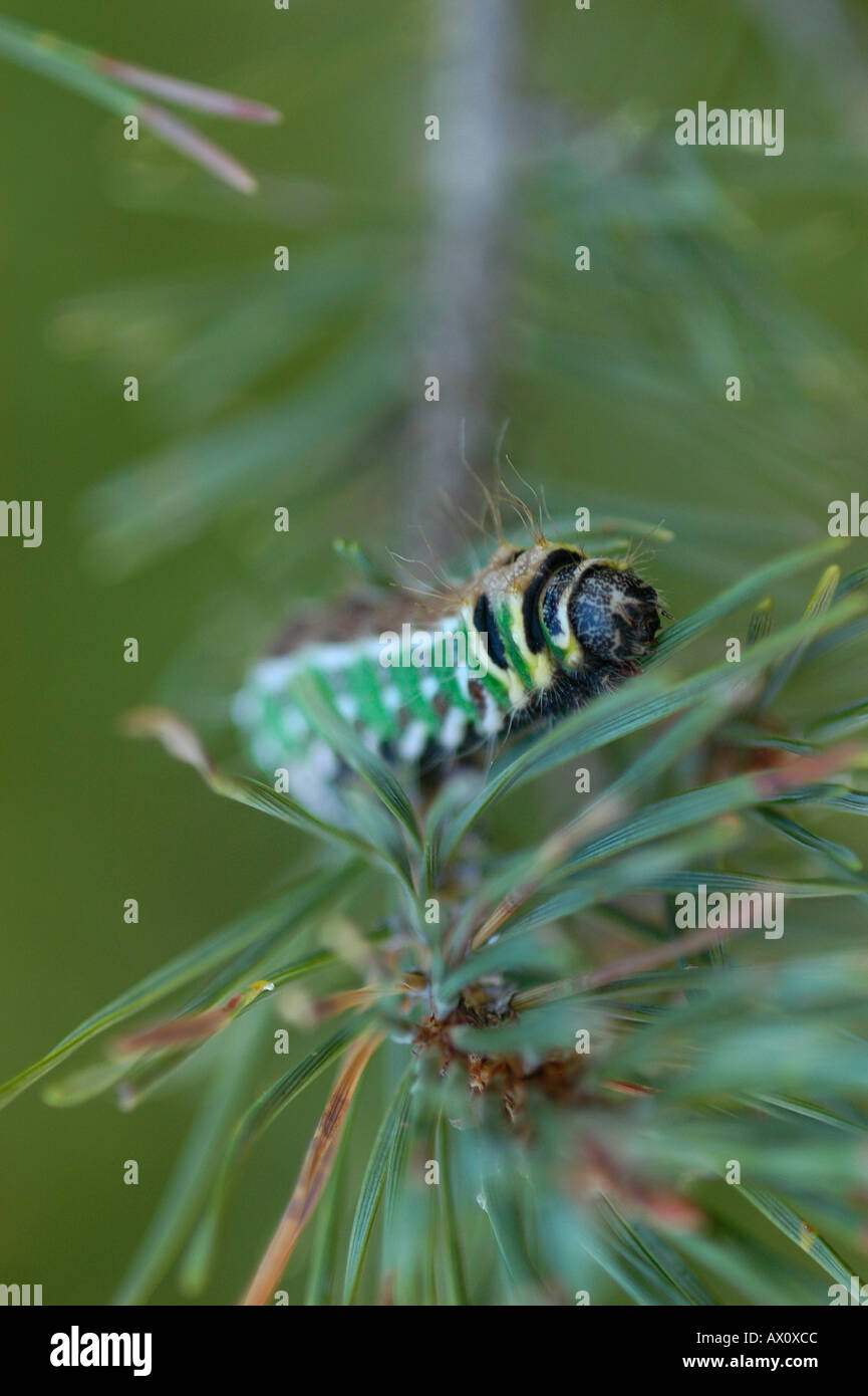 Spanish Moon Moth larva Graellisia isabellae Pyreenes mountains Aragon ...