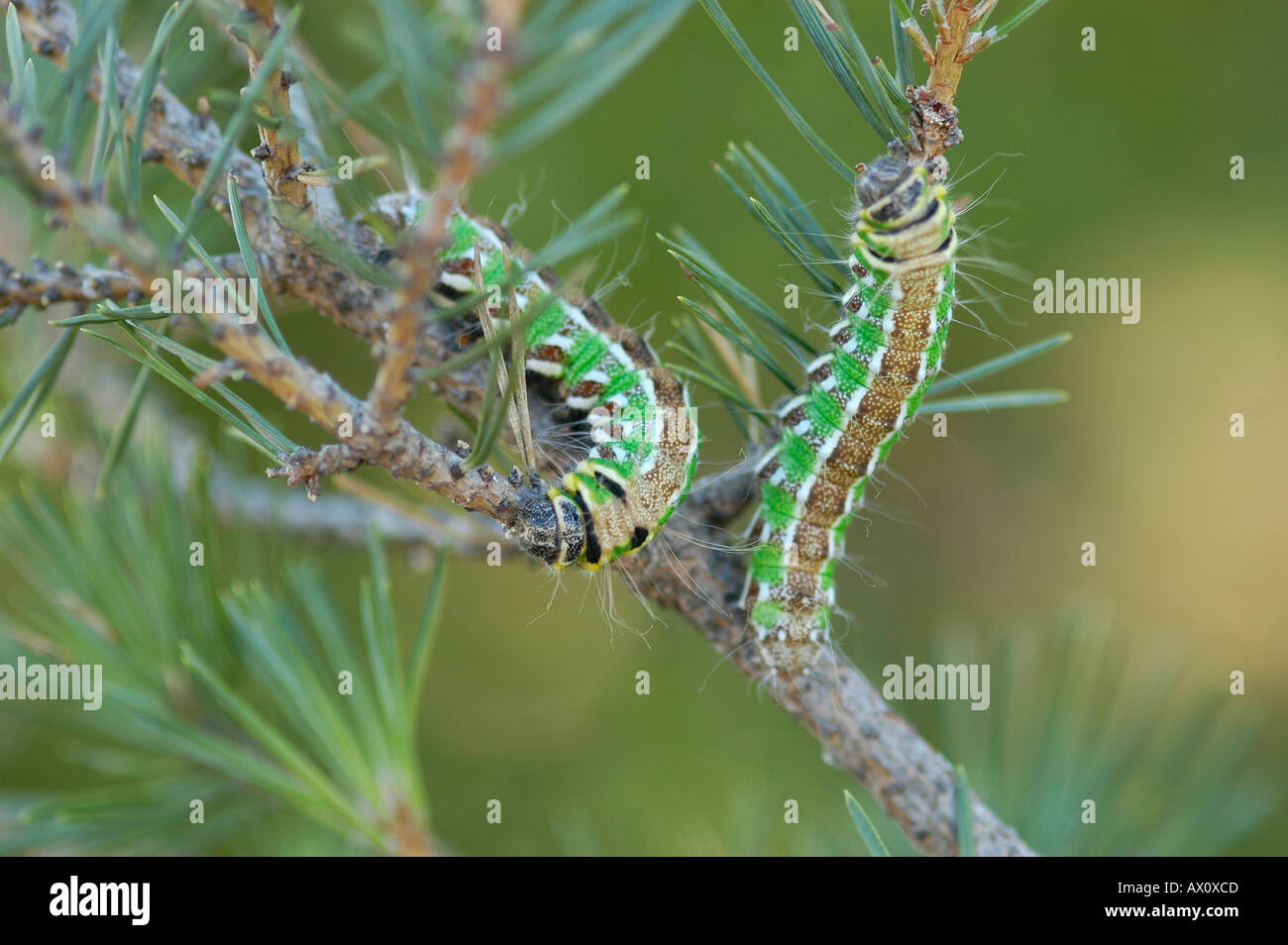 Spanish Moon Moth larva Graellisia isabellae Pyreenes mountains Aragon ...