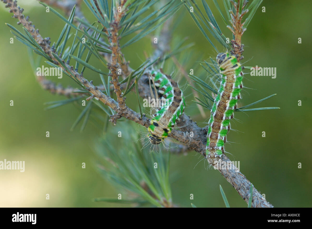 Spanish Moon Moth larva Graellisia isabellae Pyreenes mountains Aragon ...