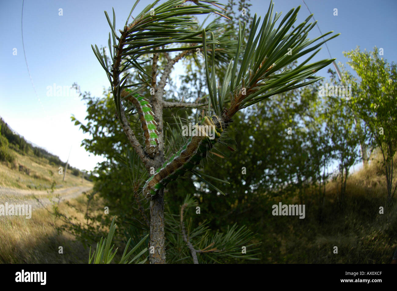 Spanish Moon Moth larva Graellisia isabellae Pyreenes mountains Aragon ...