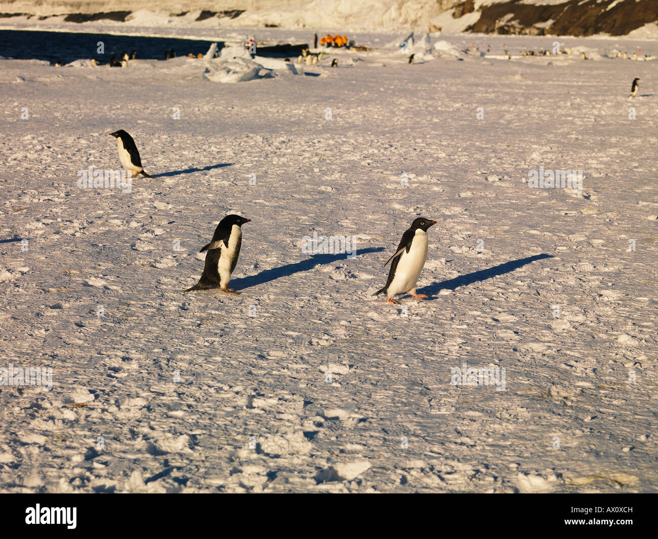 Adélie Penguins (Pygoscelis adeliae) with landing dock in background ...