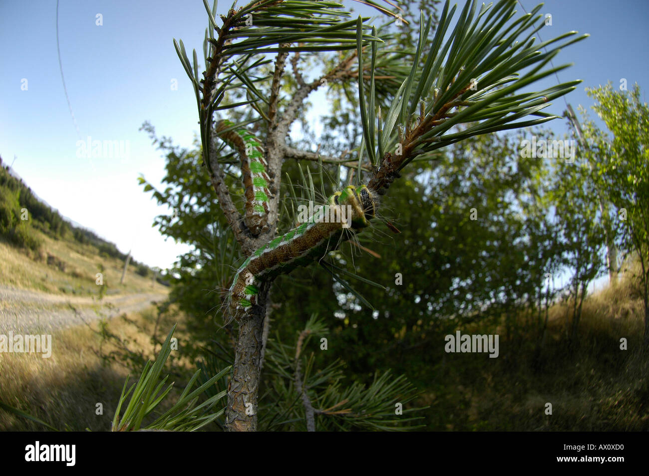 Spanish Moon Moth larva Graellisia isabellae Pyreenes mountains Aragon ...