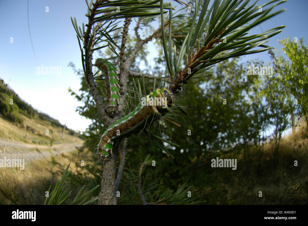 Spanish Moon Moth larva Graellisia isabellae Pyreenes mountains Aragon ...