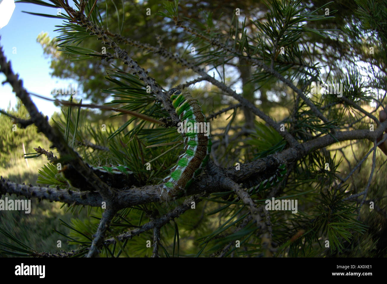 Spanish Moon Moth larva Graellisia isabellae Pyreenes mountains Aragon ...