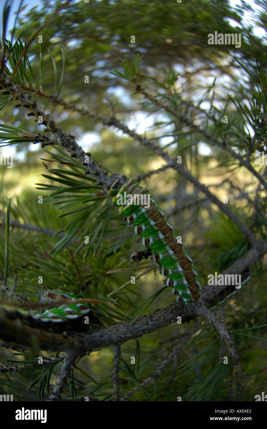 Spanish Moon Moth larva Graellisia isabellae Pyreenes mountains Aragon ...