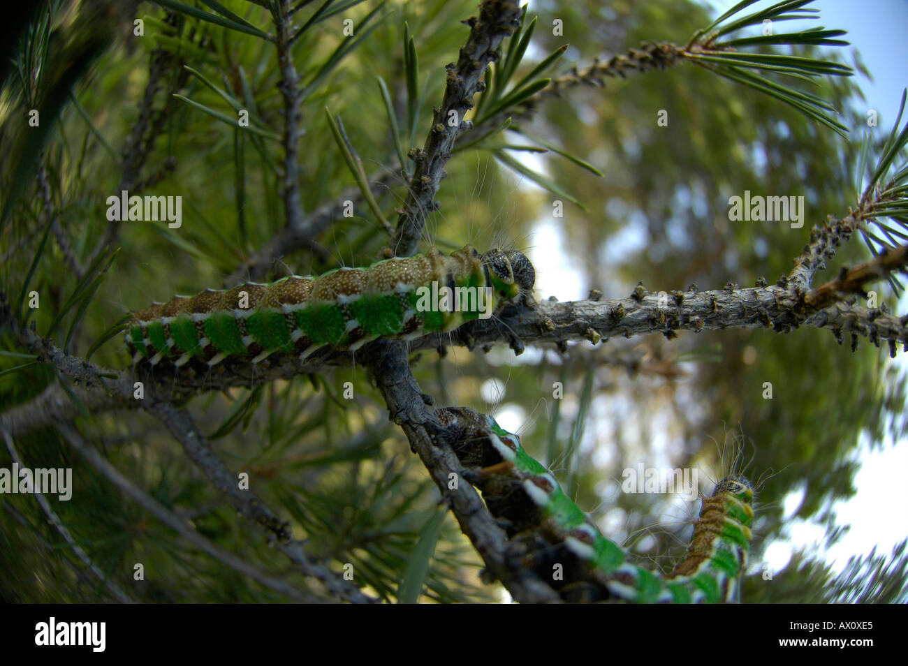 Spanish Moon Moth larva Graellisia isabellae Pyreenes mountains Aragon ...