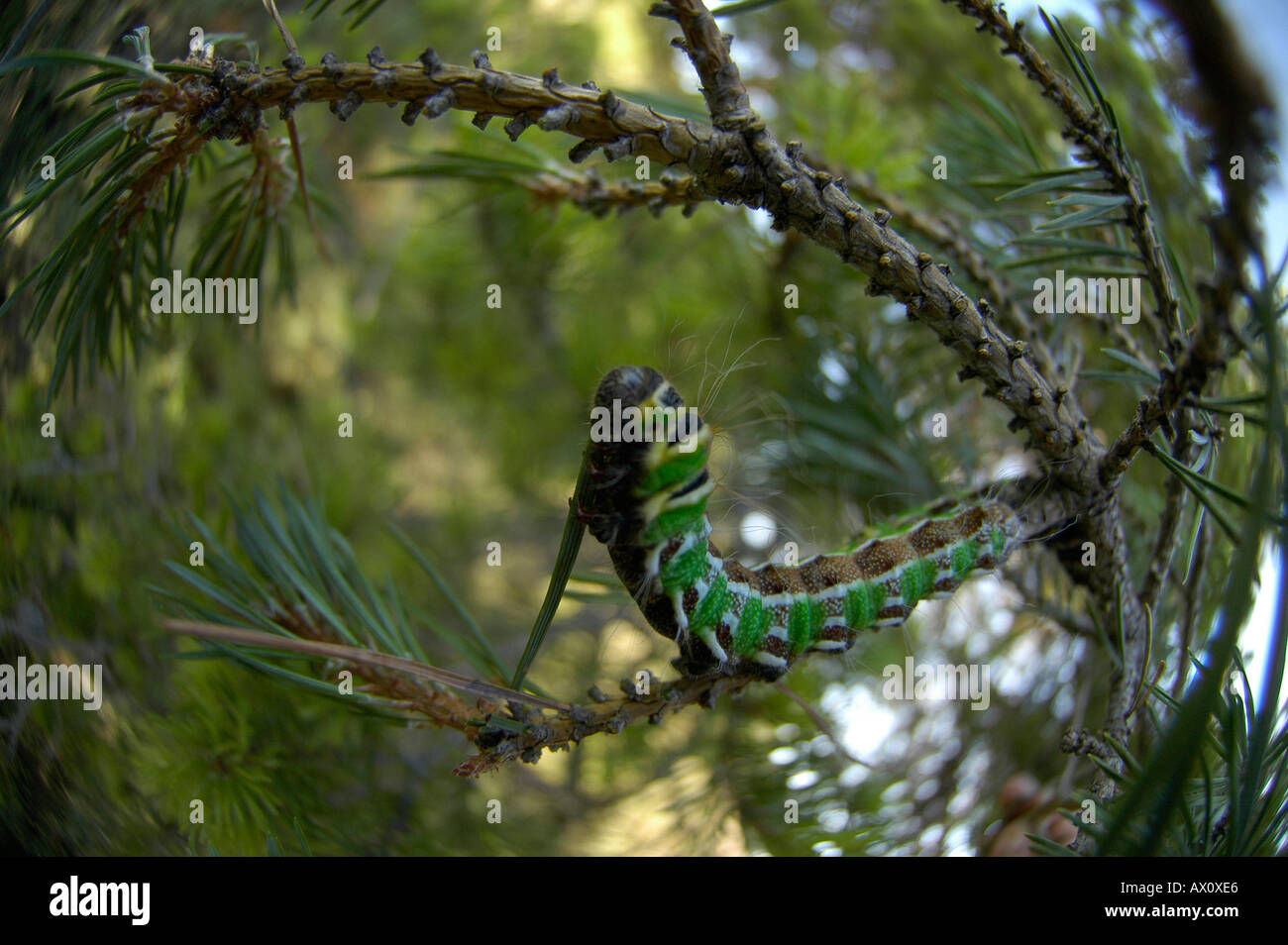 Spanish Moon Moth larva Graellisia isabellae Pyreenes mountains Aragon ...