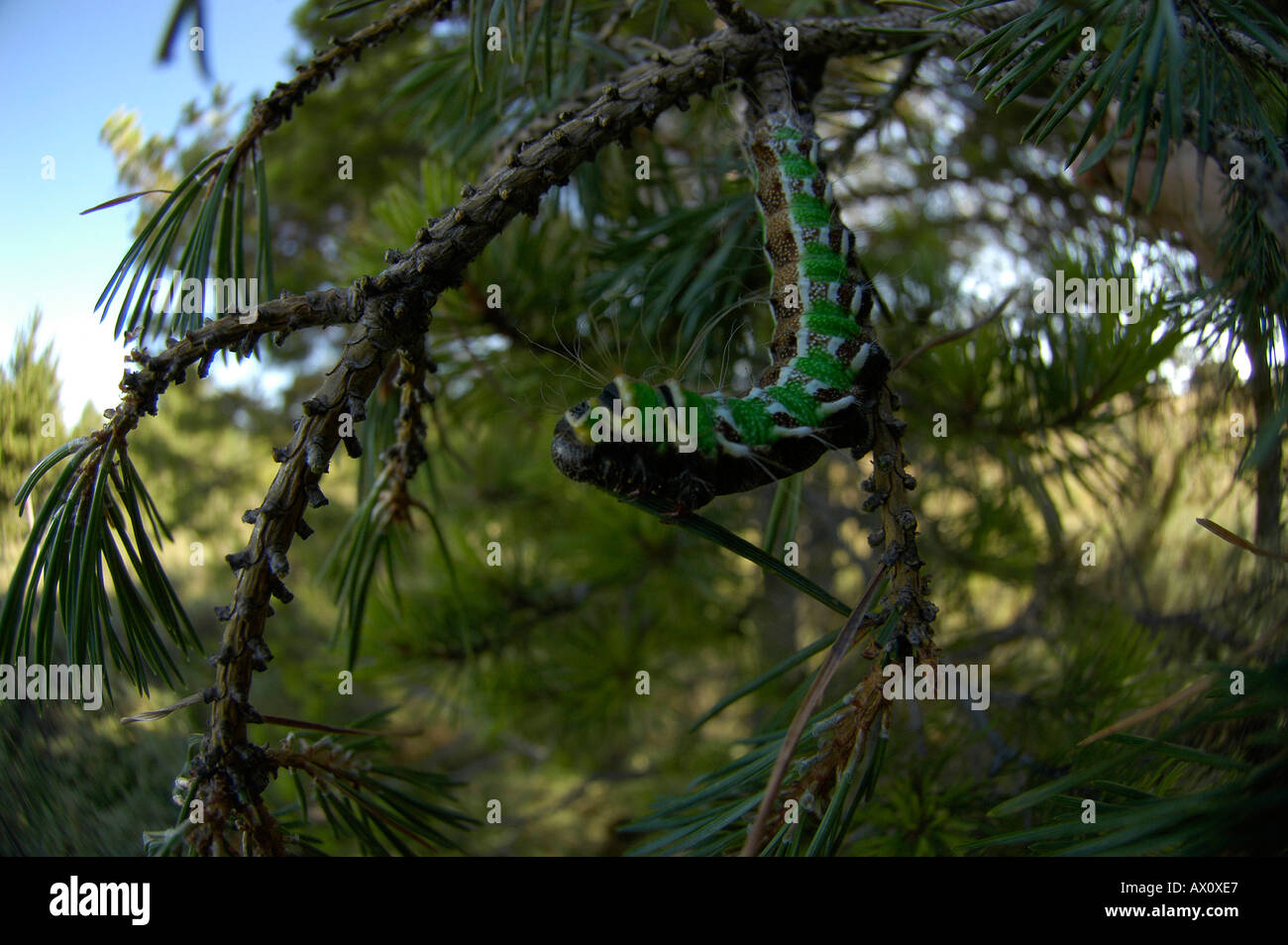Spanish Moon Moth larva Graellisia isabellae Pyreenes mountains Aragon ...