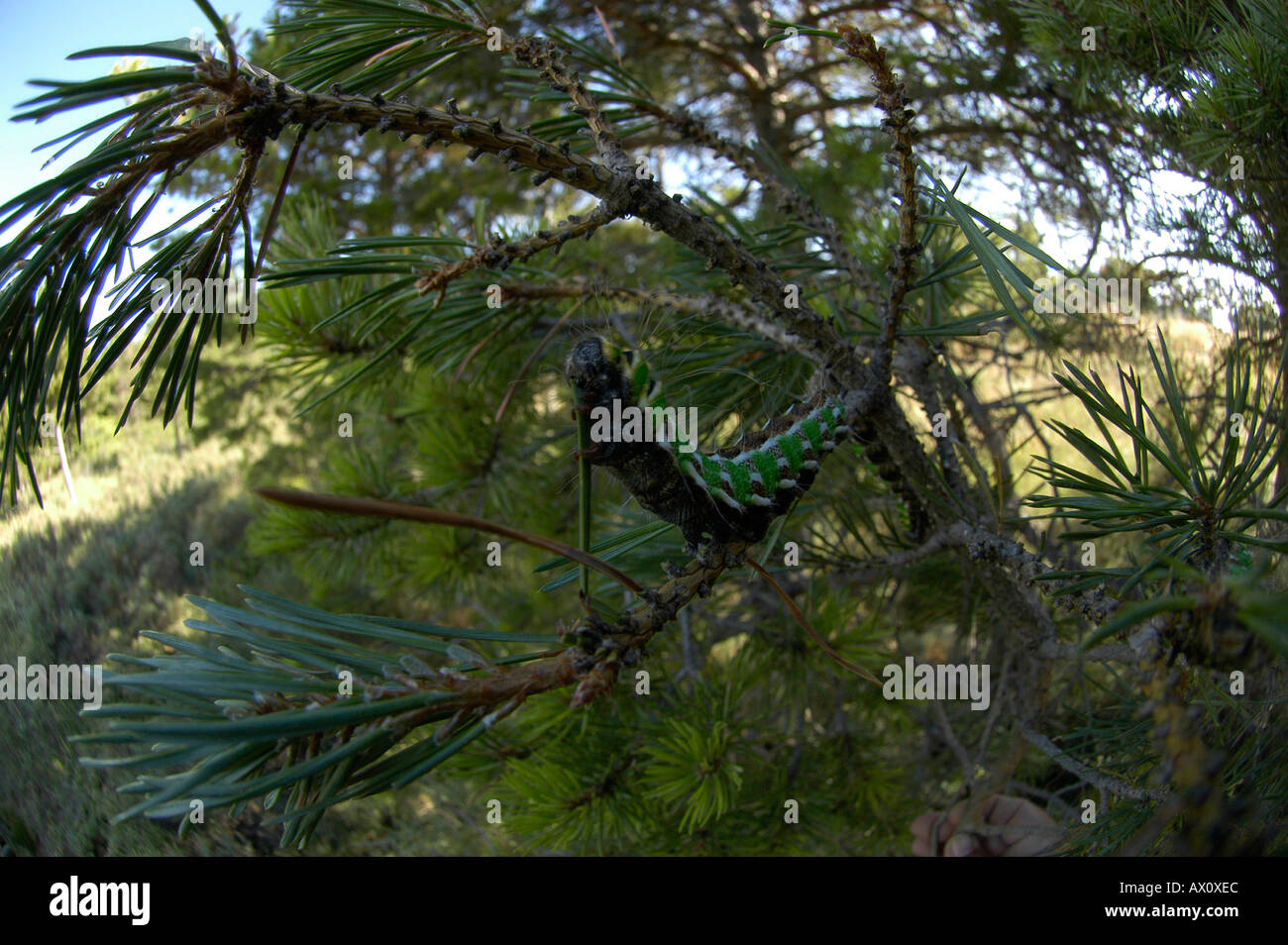 Spanish Moon Moth larva Graellisia isabellae Pyreenes mountains Aragon ...