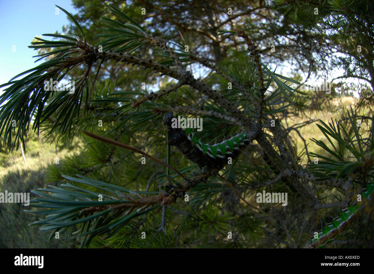 Spanish Moon Moth larva Graellisia isabellae Pyreenes mountains Aragon ...
