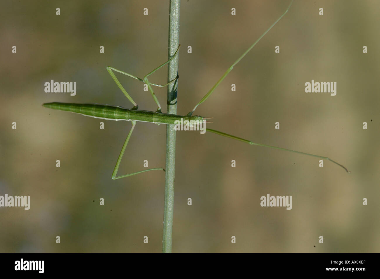 Spiny Flying Stick insect Leptynia hispanica Pyreenes mountains Aragon ...