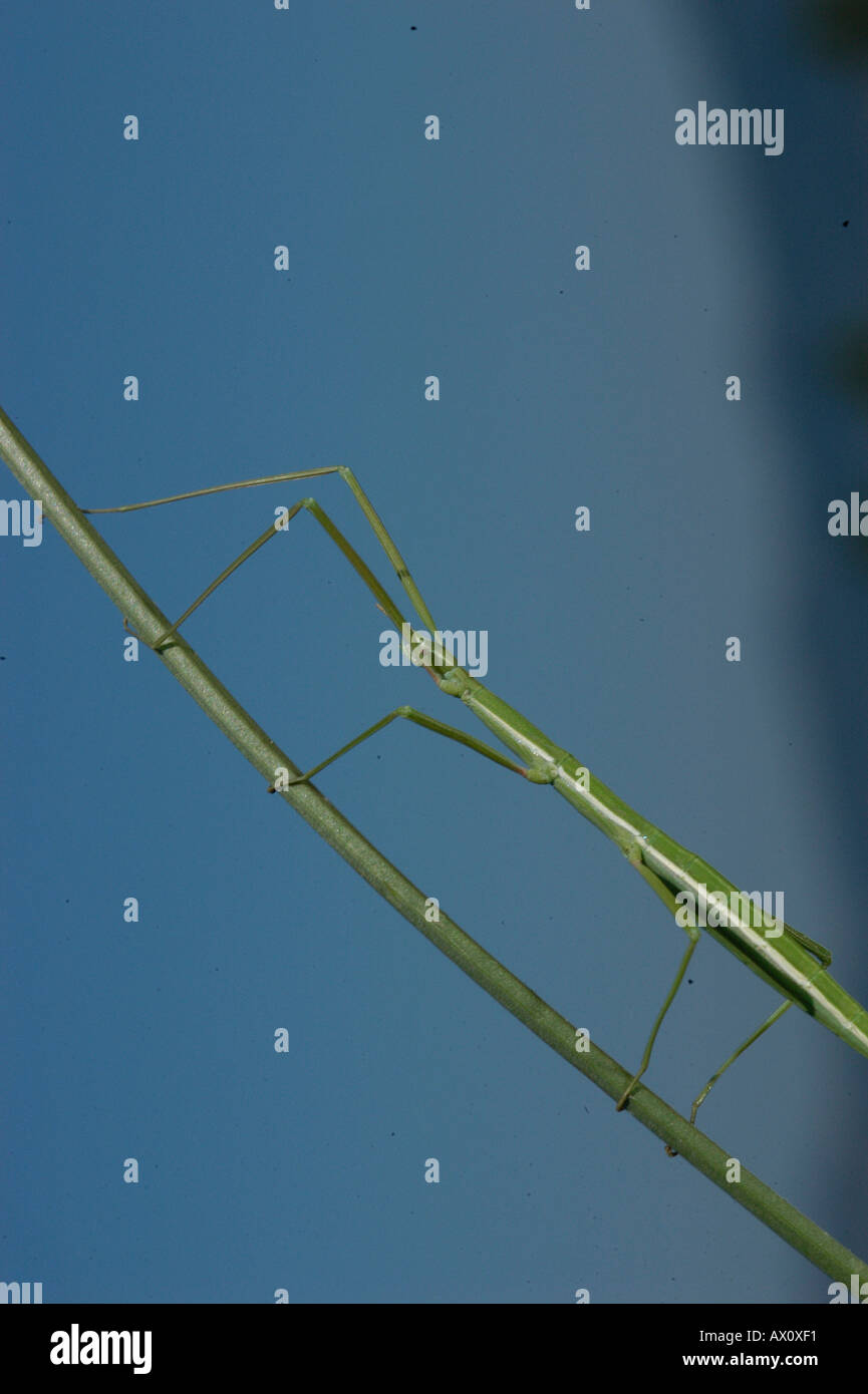 Spiny Flying Stick insect Leptynia hispanica Pyreenes mountains Aragon ...