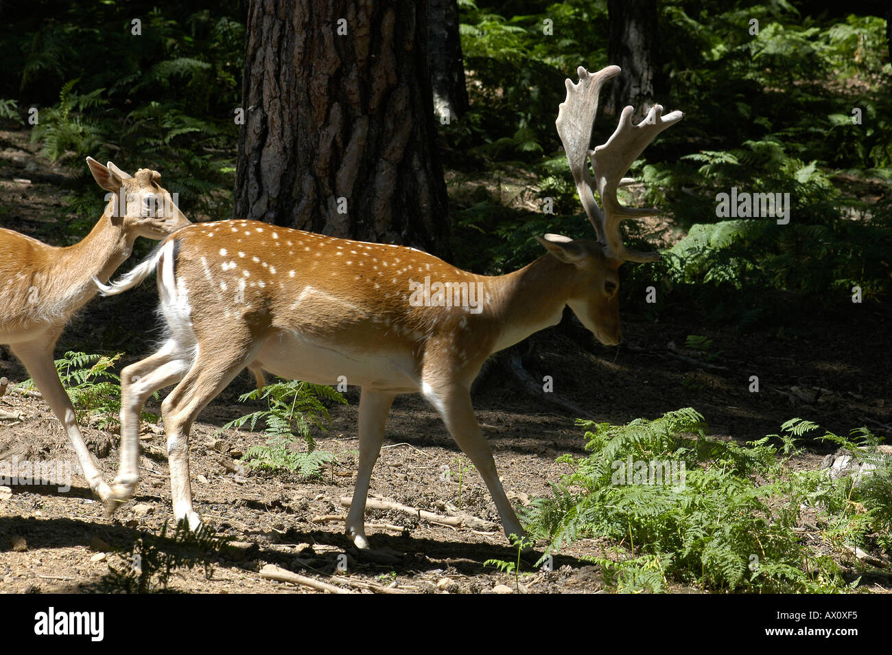 Deer Aragon Spain ( animal mammal elk spotted pyrenees mountains forest ...