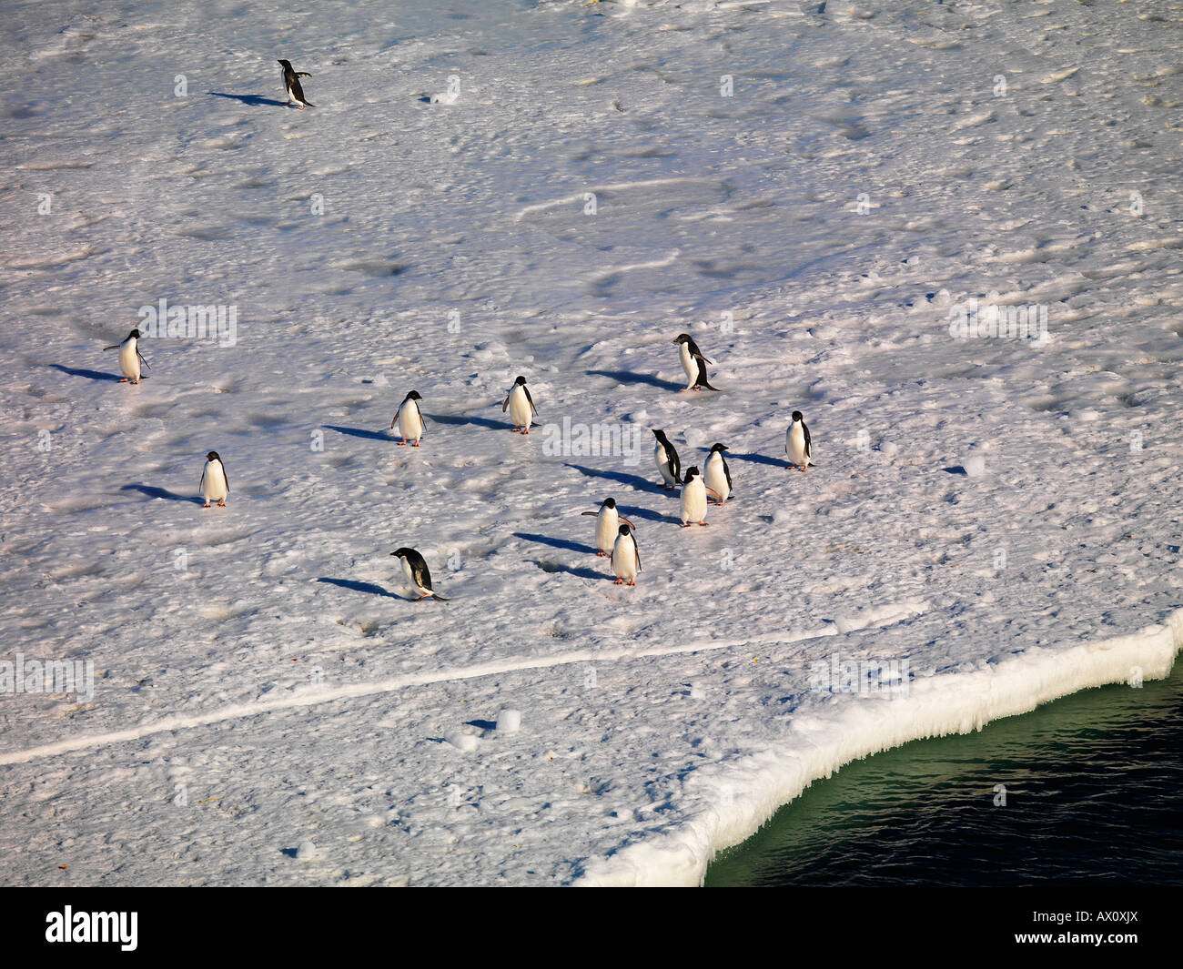 Adélie Penguins (Pygoscelis adeliae) walking over sea ice, Antarctica ...